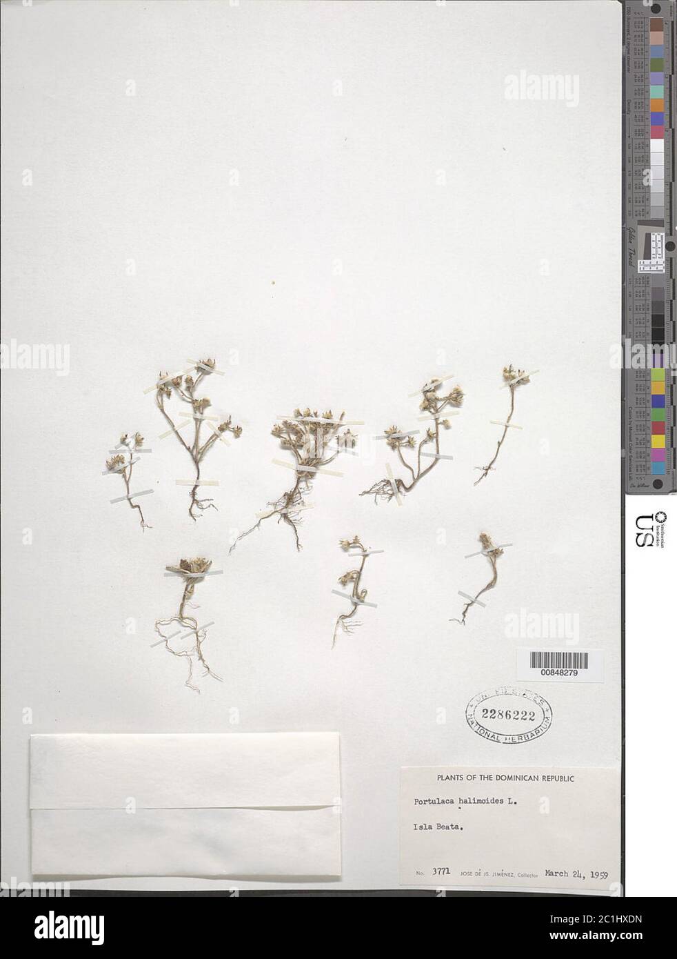 Portulaca halimoides L Portulaca halimoides L Stock Photo - Alamy