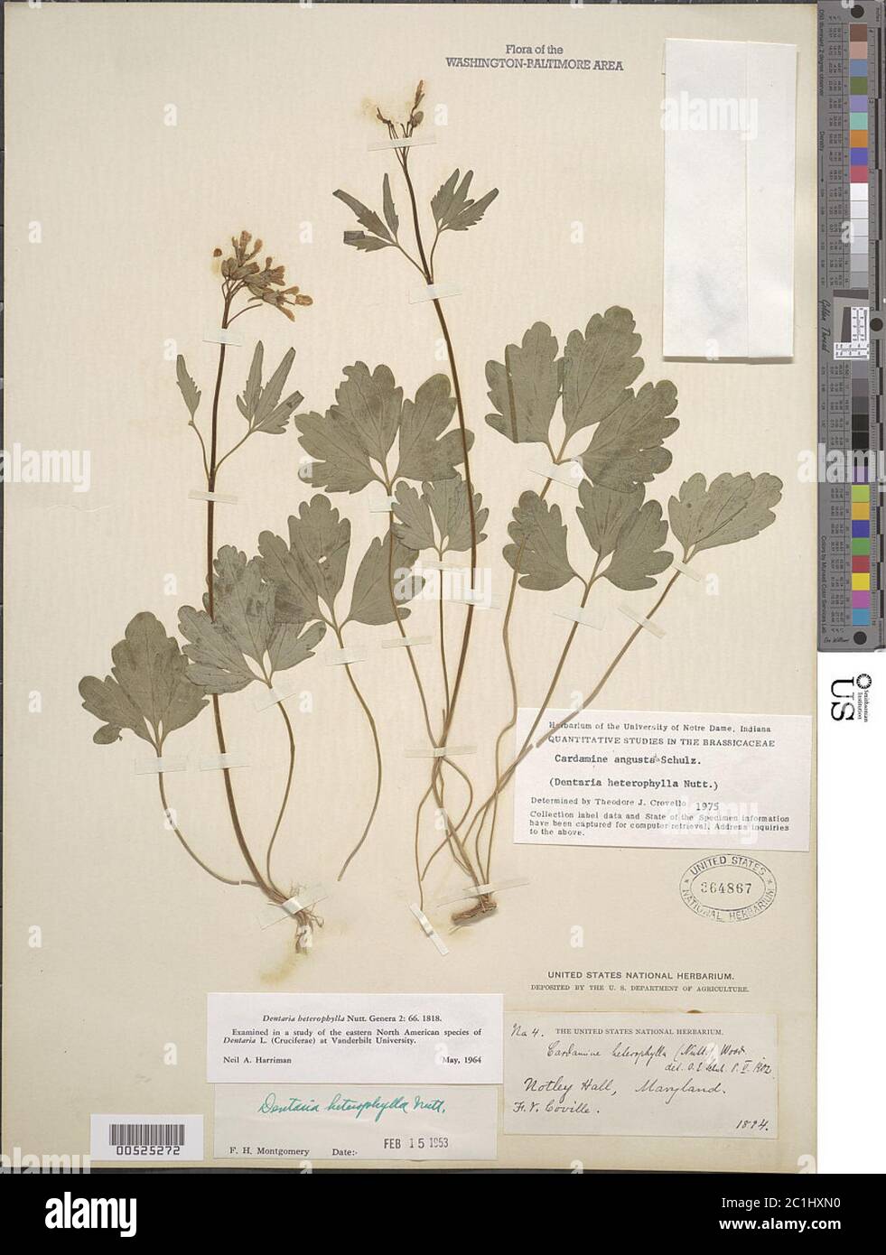 Cardamine angustata Cardamine angustata Stock Photo - Alamy