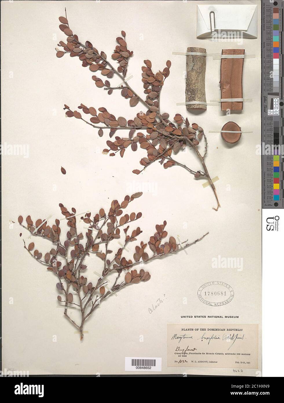 Maytenus buxifolia A Rich Griseb Maytenus buxifolia A Rich Griseb Stock ...