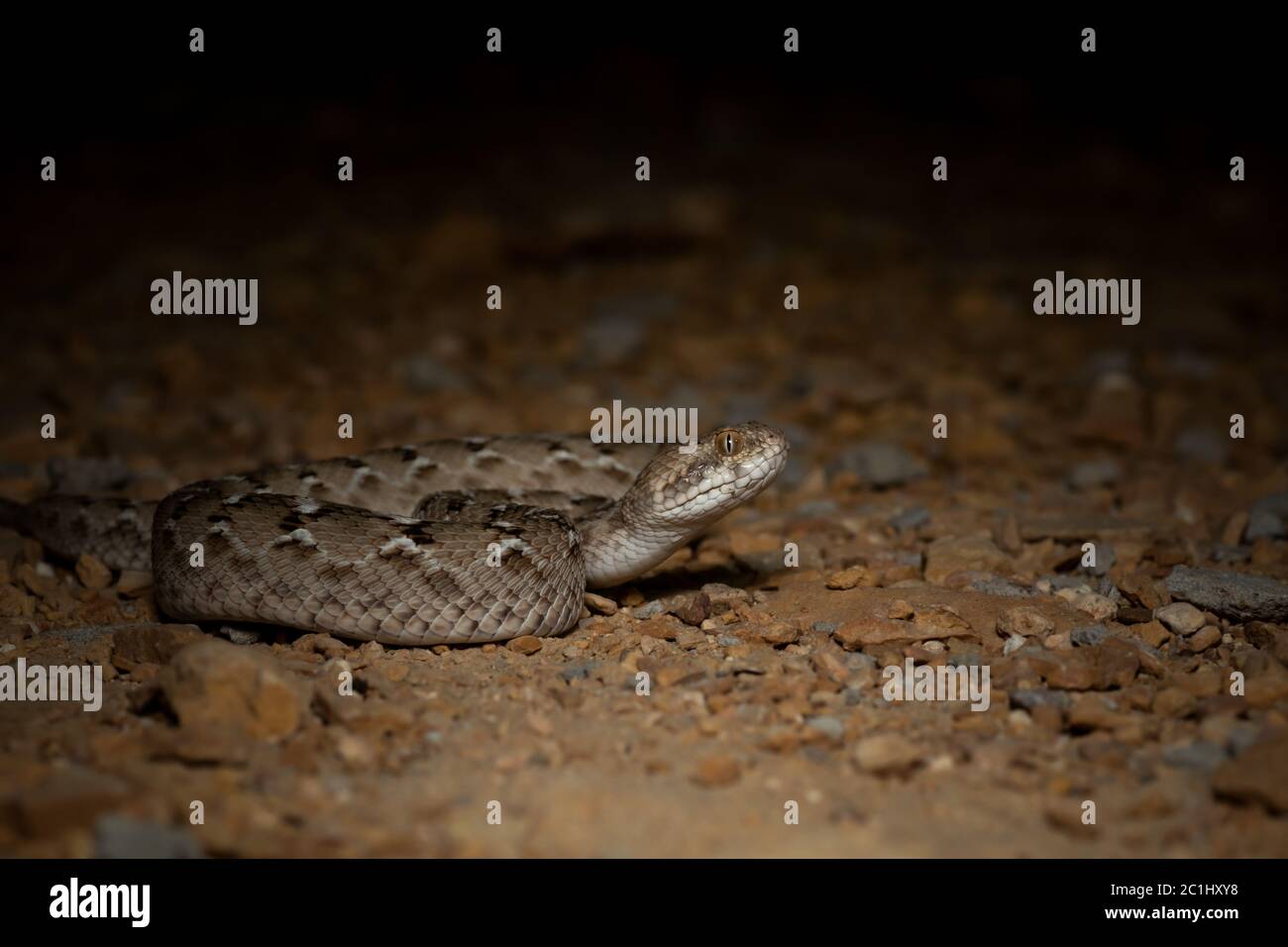 Saw scaled viper india hi-res stock photography and images - Alamy