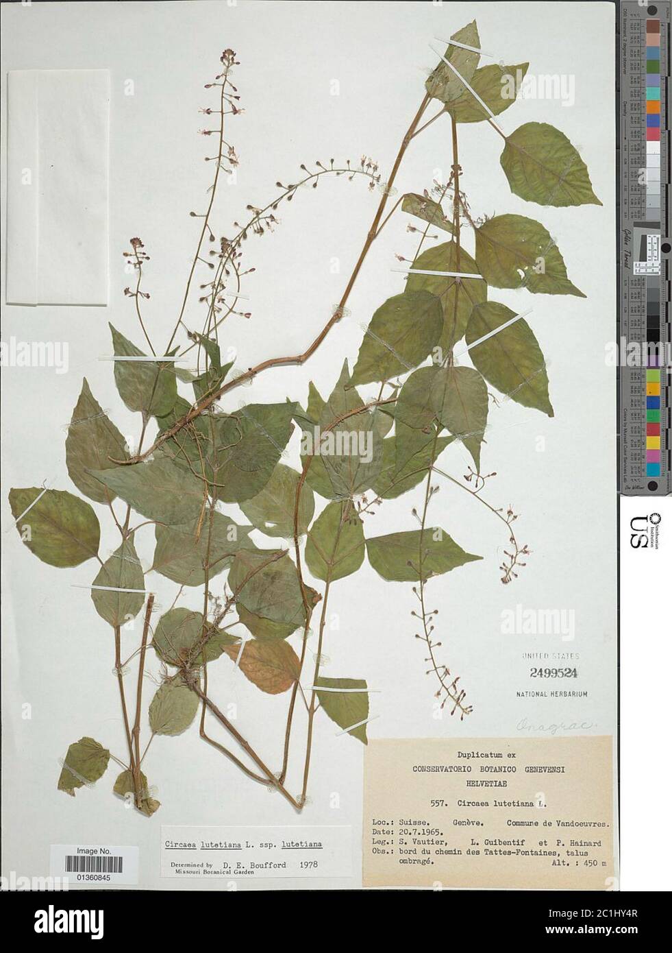 Circaea lutetiana L Stock Photo - Alamy
