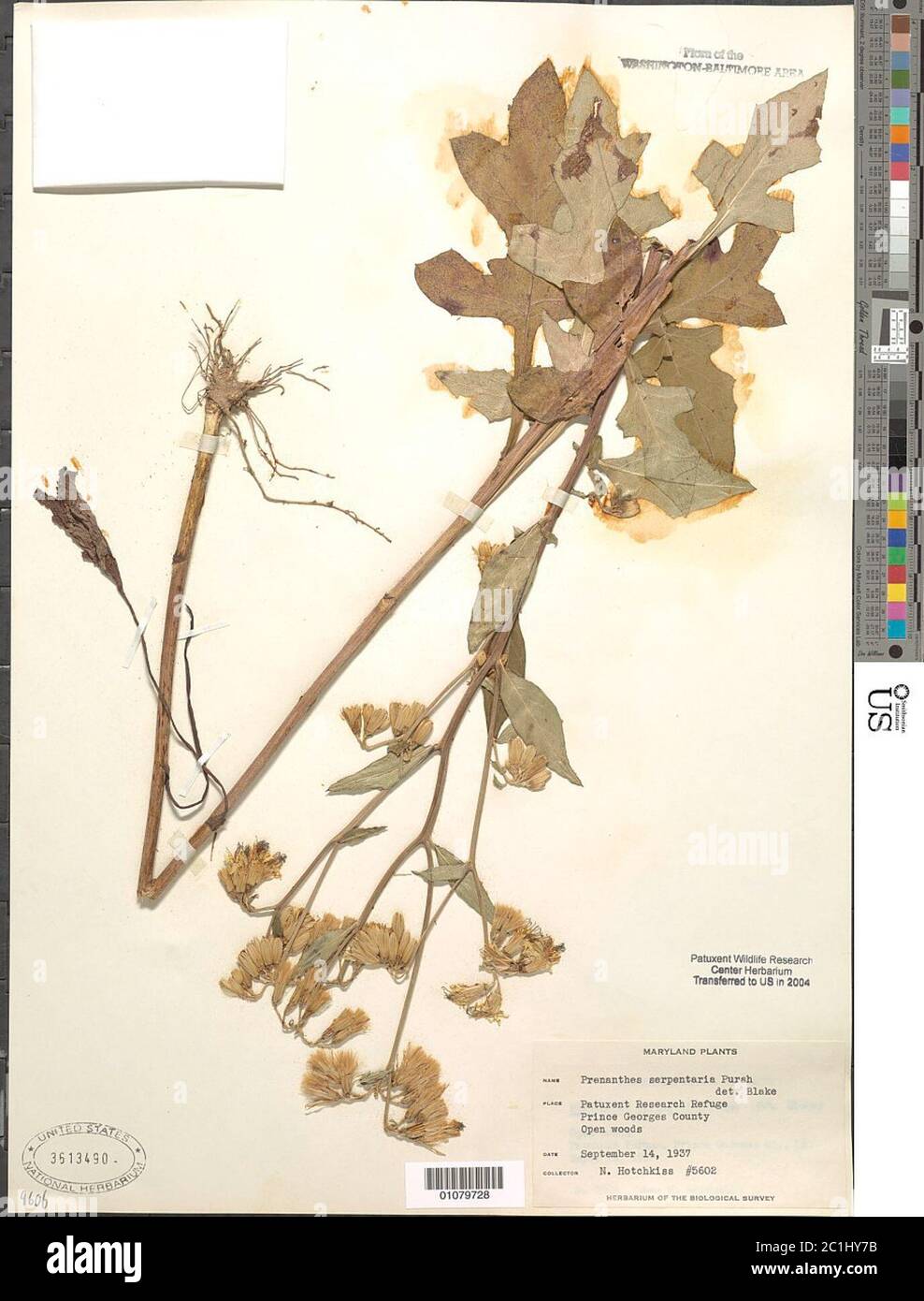 Prenanthes serpentaria Prenanthes serpentaria Stock Photo - Alamy