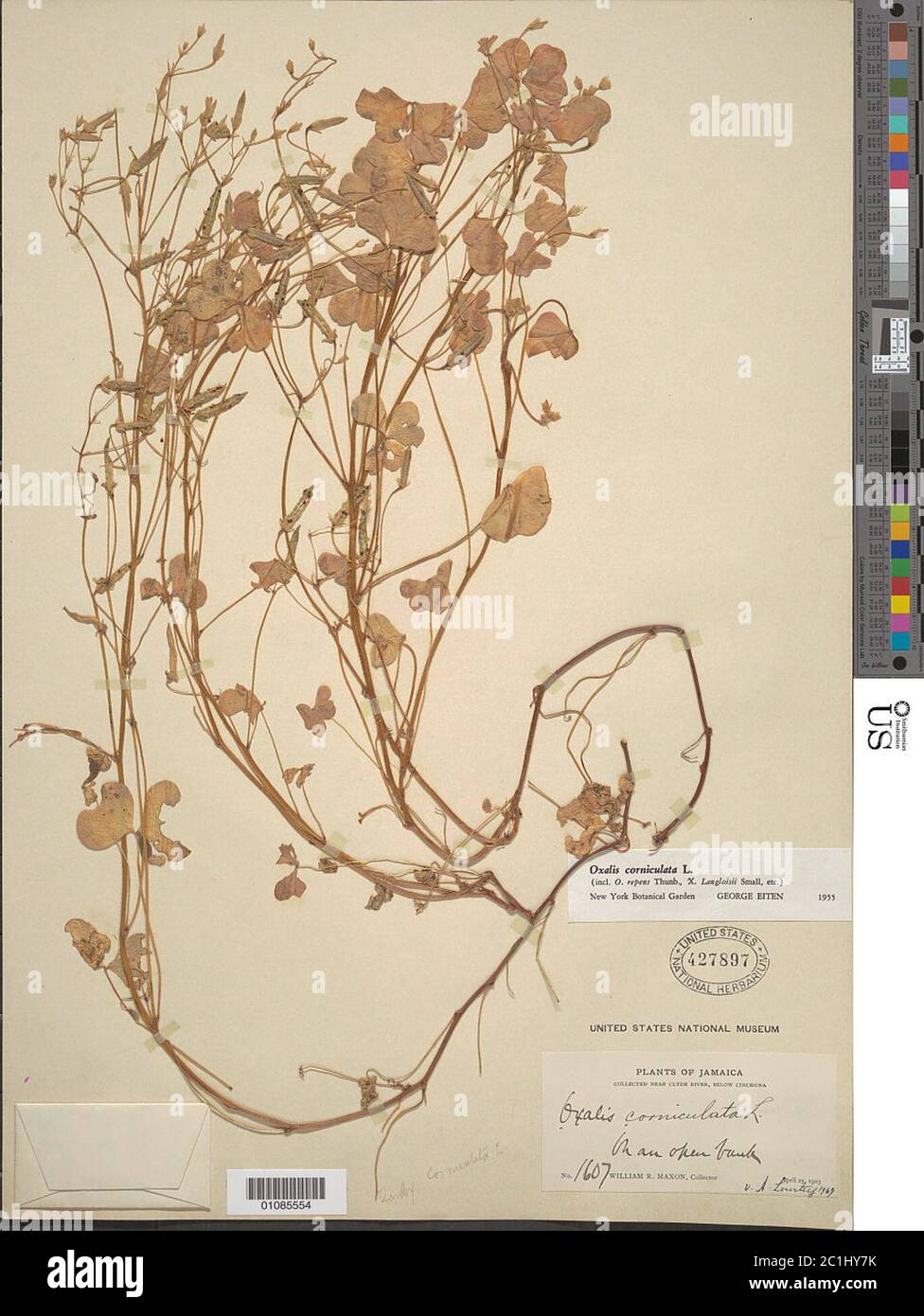 Oxalis corniculata L Oxalis corniculata L Stock Photo - Alamy