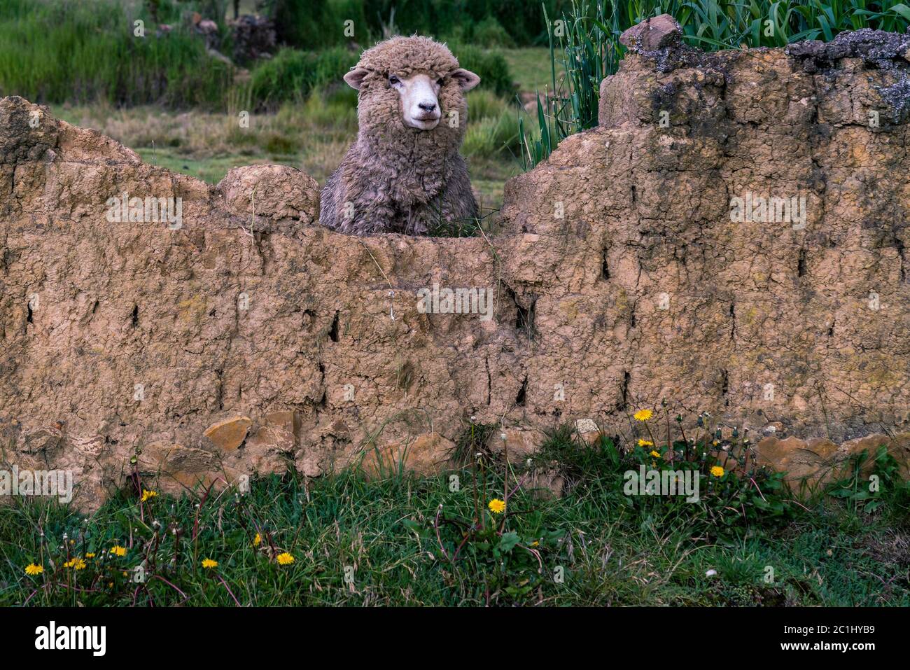 Real life in peru hi-res stock photography and images - Alamy