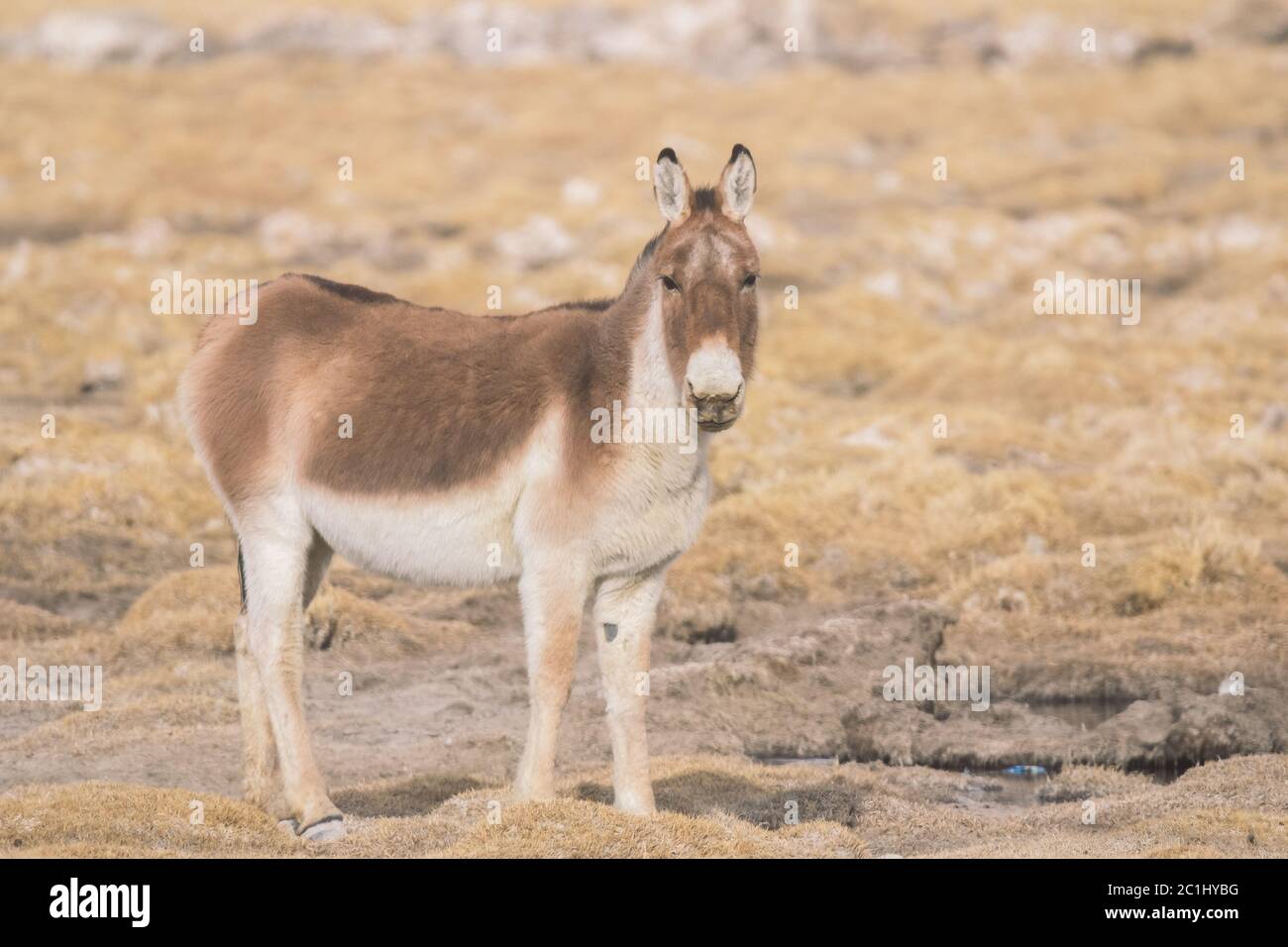Tibetan Wild Ass, Equus kiang, Ladakh, India Stock Photo - Alamy