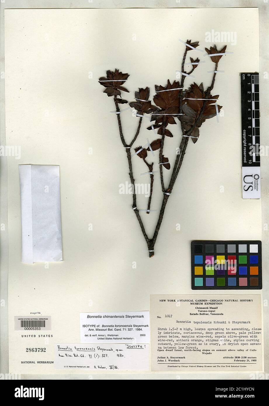 Bonnetia toronoensis Steyerm Bonnetia toronoensis Steyerm Stock Photo ...