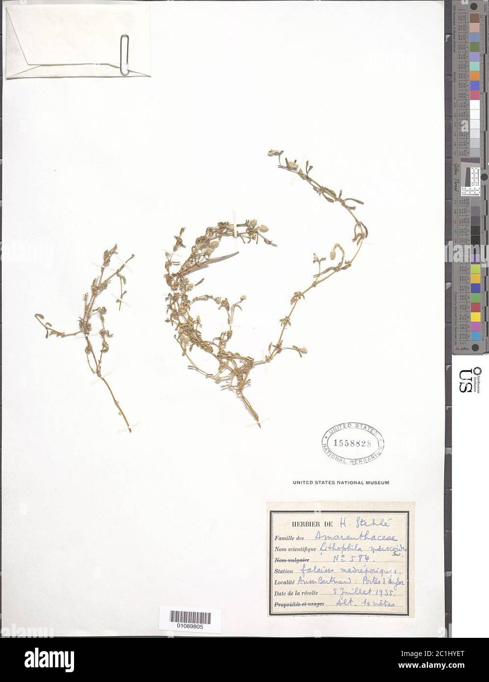 Lithophila muscoides Sw Lithophila muscoides Sw Stock Photo - Alamy