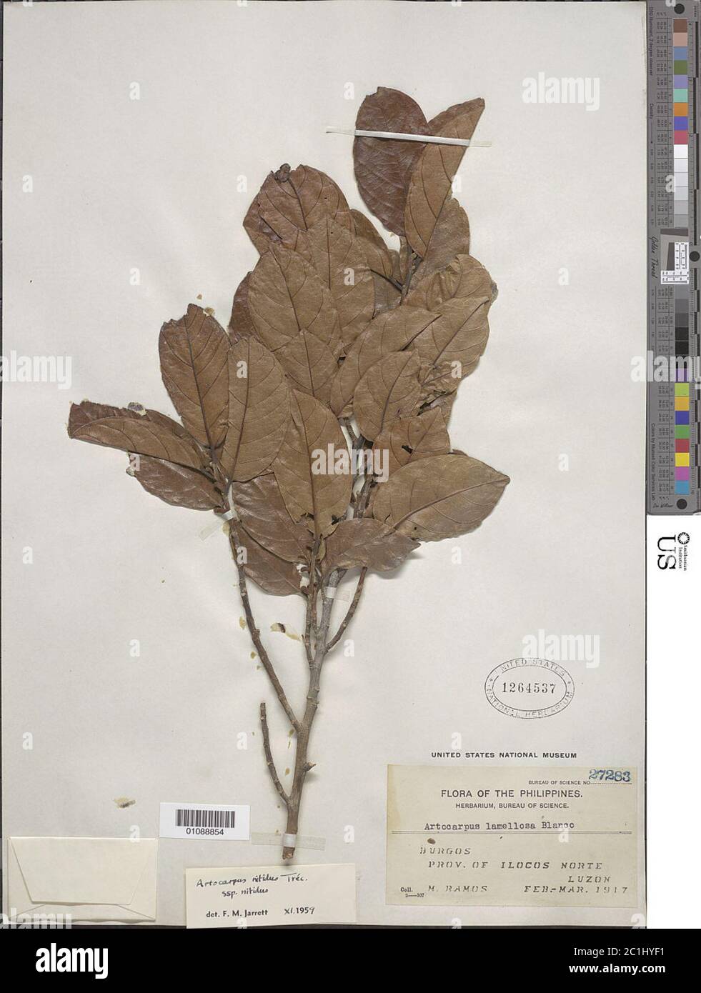 Artocarpus nitidus Trcul Artocarpus nitidus Trcul Stock Photo - Alamy