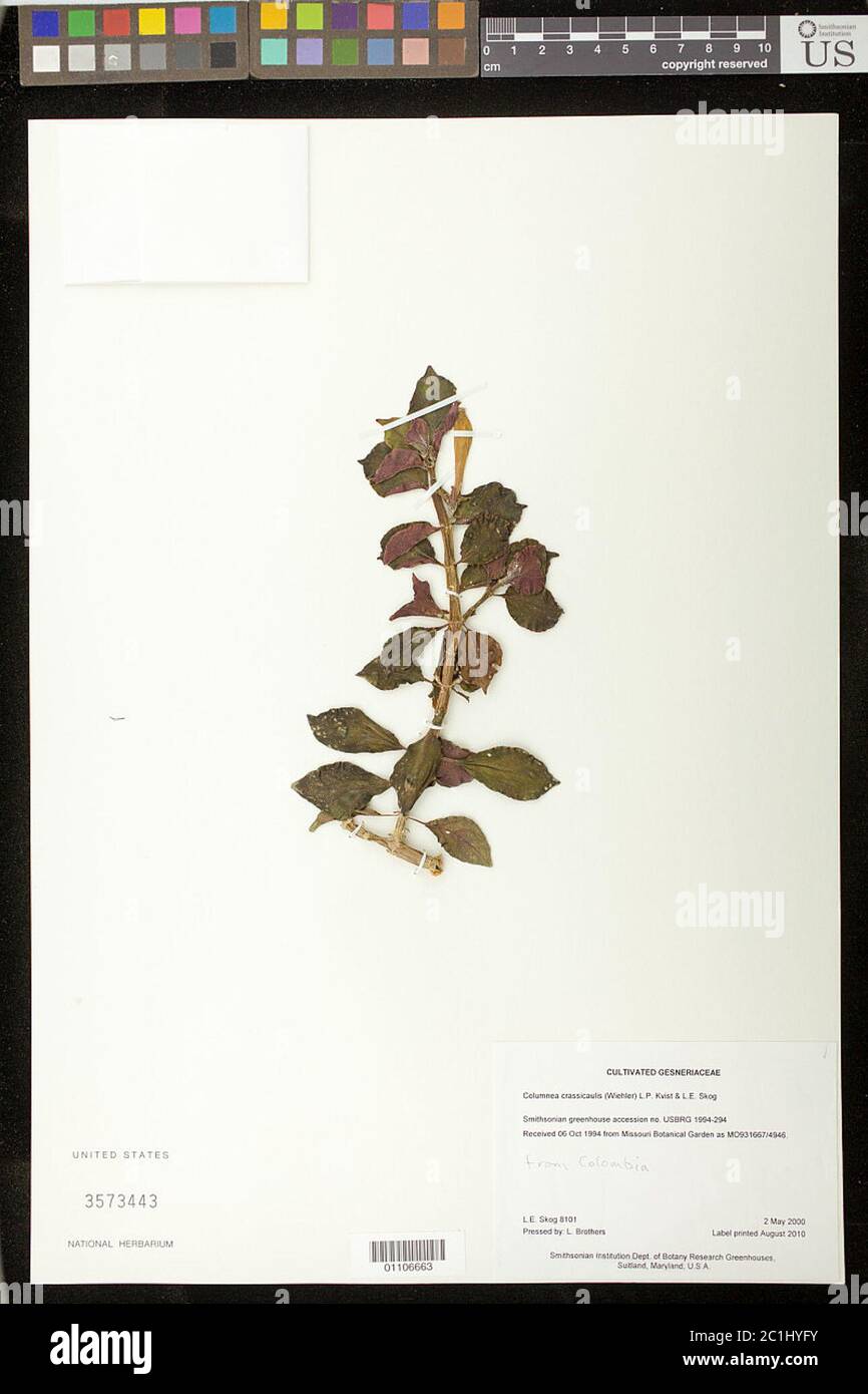 Columnea crassicaulis Wiehler LP Kvist LE Skog Columnea crassicaulis ...