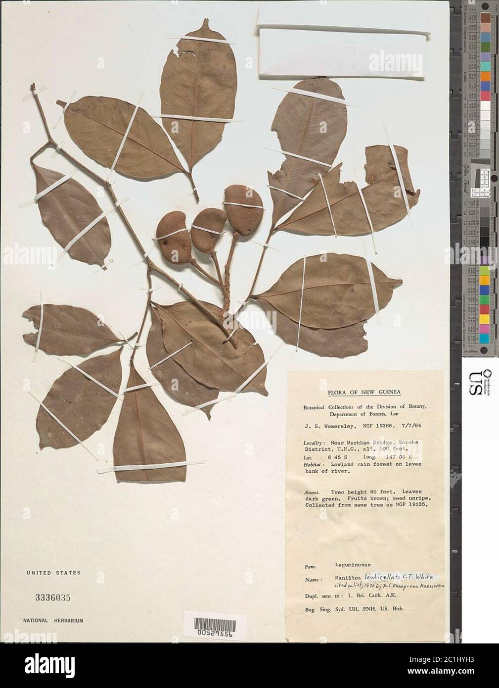 Maniltoa hi-res stock photography and images - Alamy