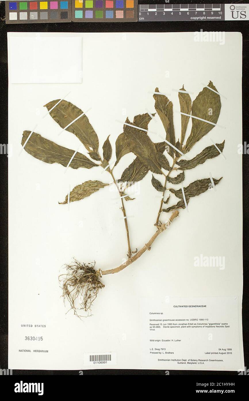 Columnea sp Columnea sp Stock Photo - Alamy