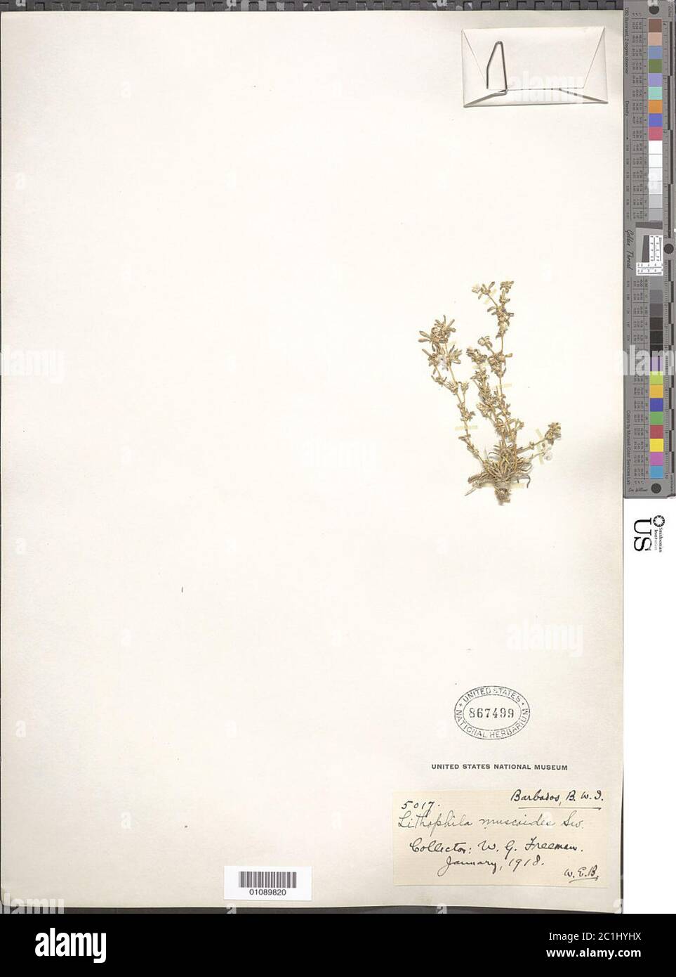 Lithophila muscoides Sw Lithophila muscoides Sw Stock Photo - Alamy