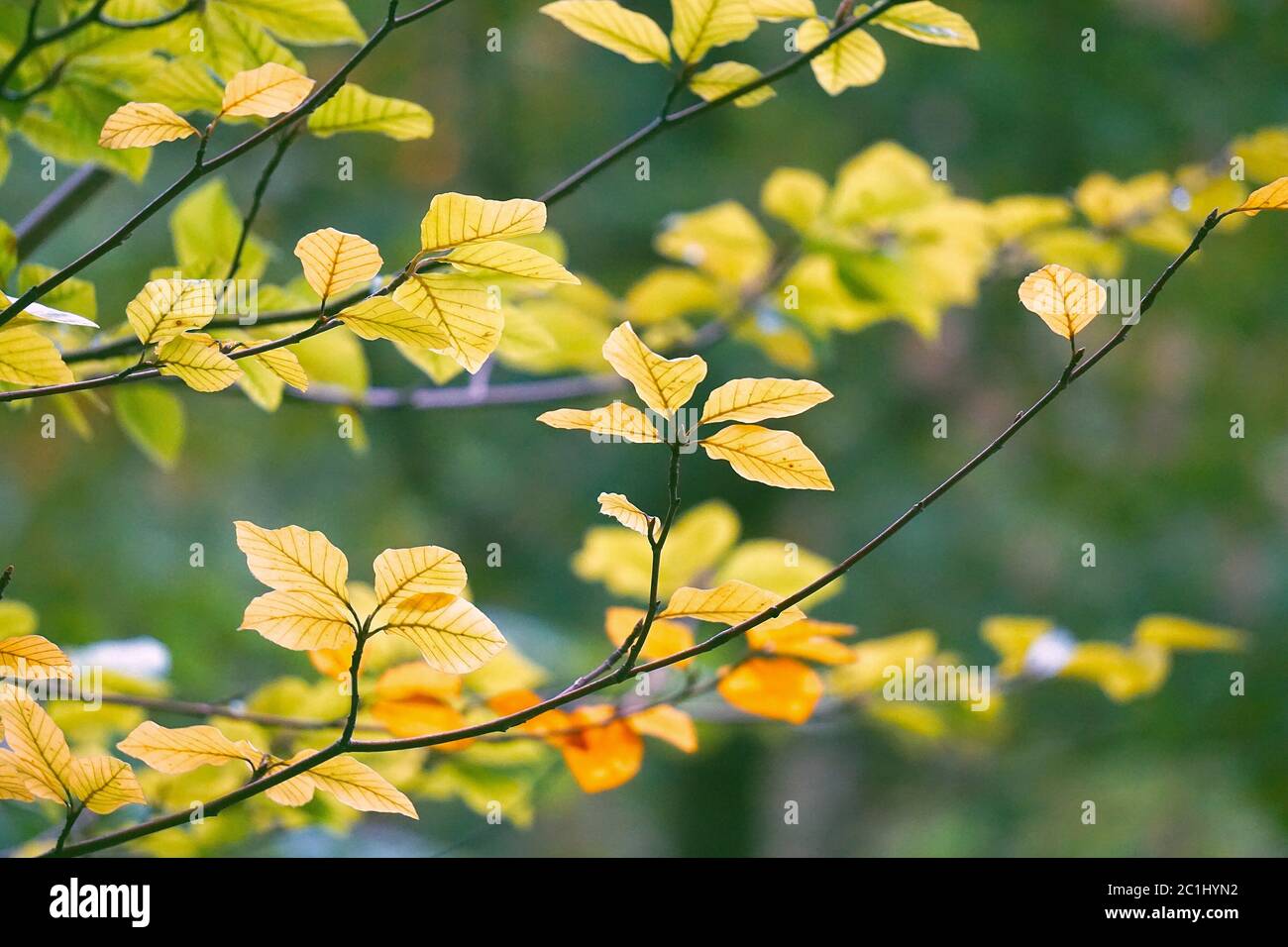 green tree branches Stock Photo - Alamy