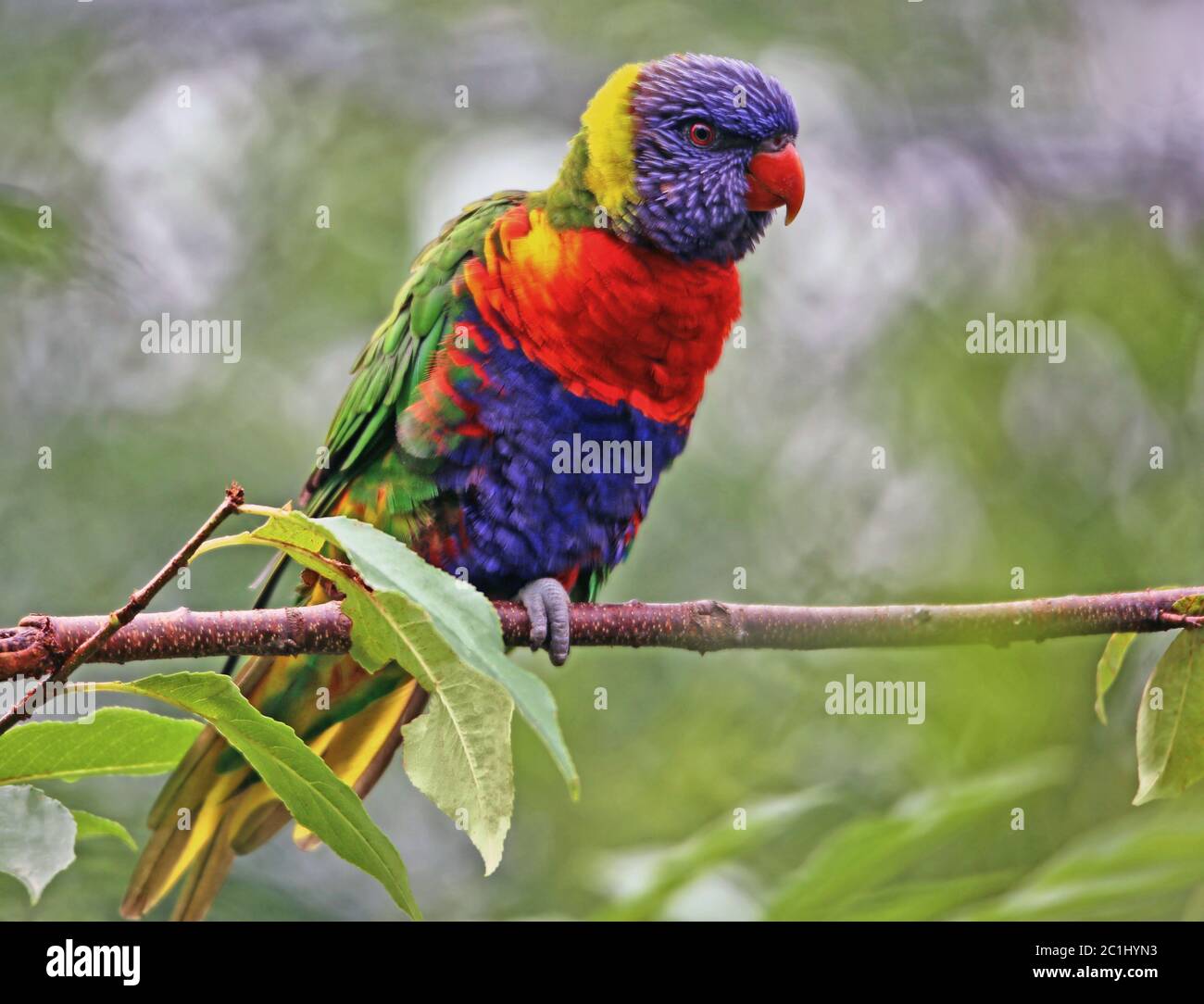 Rainbow-Lori Trichoglossus haematodus Stock Photo - Alamy