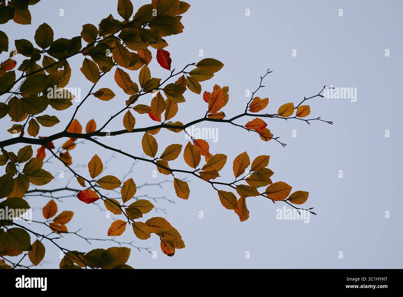 red tree leaves Stock Photo - Alamy