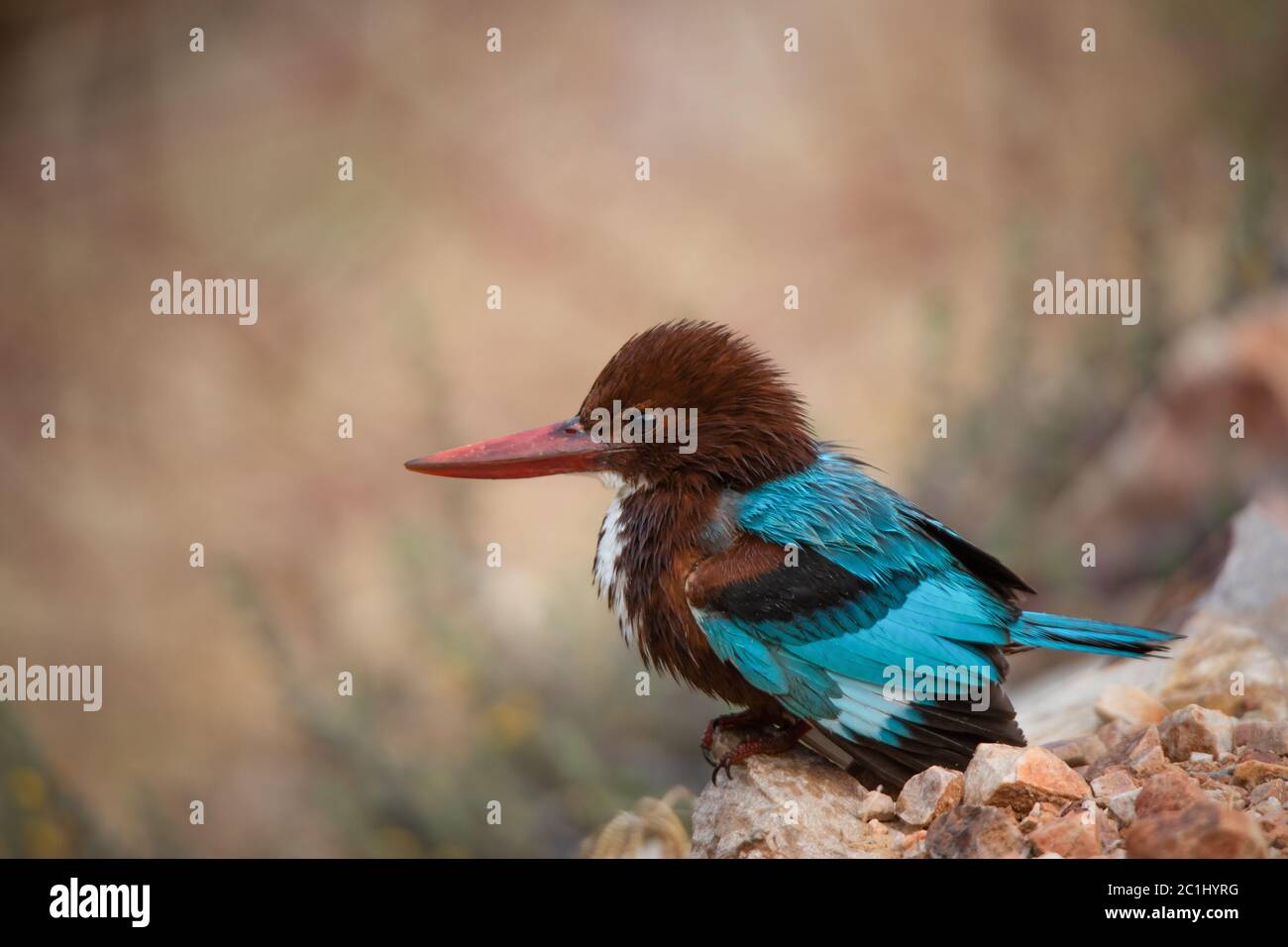 White Throated Kingfisher, Halcyon smyrnensis, Rajasthan, India Stock ...