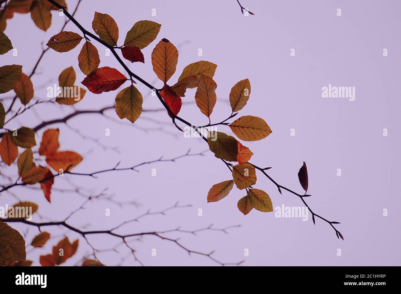 red tree leaves Stock Photo - Alamy