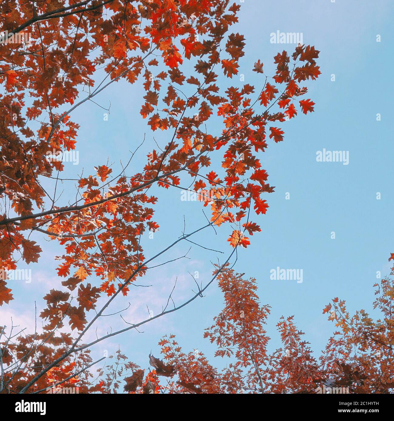 red tree leaves Stock Photo - Alamy
