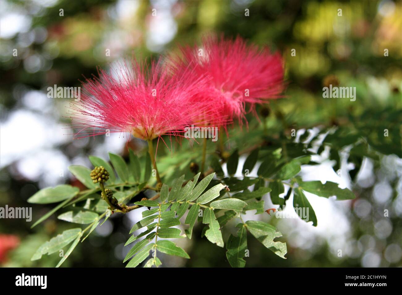 Pink powder puff flowers Stock Photo - Alamy