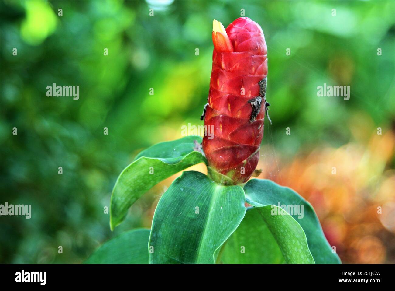 Red button ginger Stock Photo - Alamy