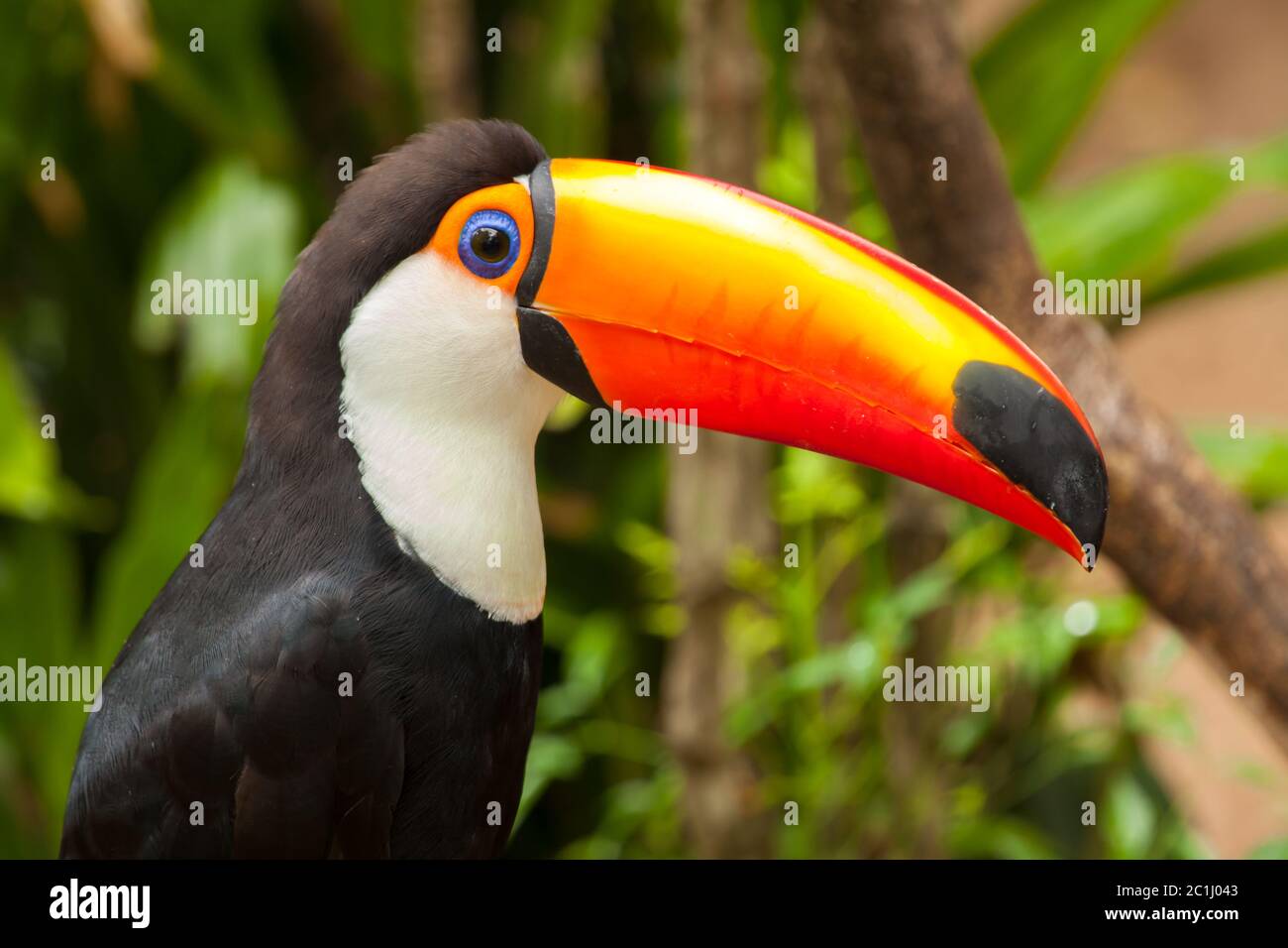 Ramphastos toco - toucan Stock Photo - Alamy