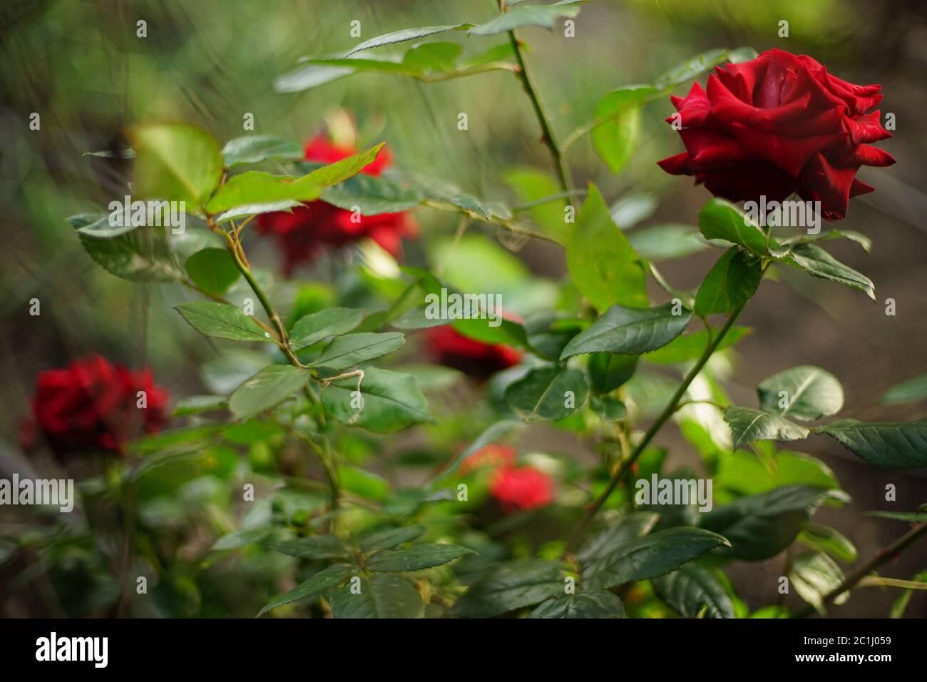 Red roses leaves in hi-res stock photography and images - Alamy