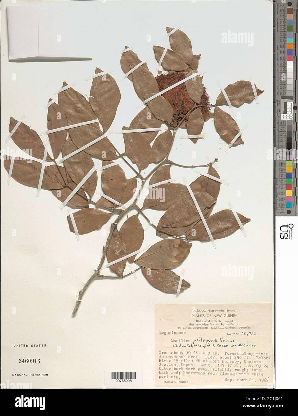 Maniltoa hi-res stock photography and images - Alamy