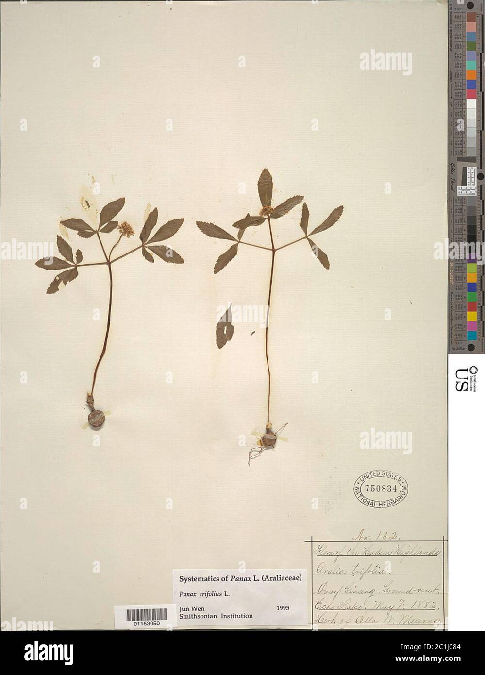 Panax trifolius L Panax trifolius L Stock Photo - Alamy