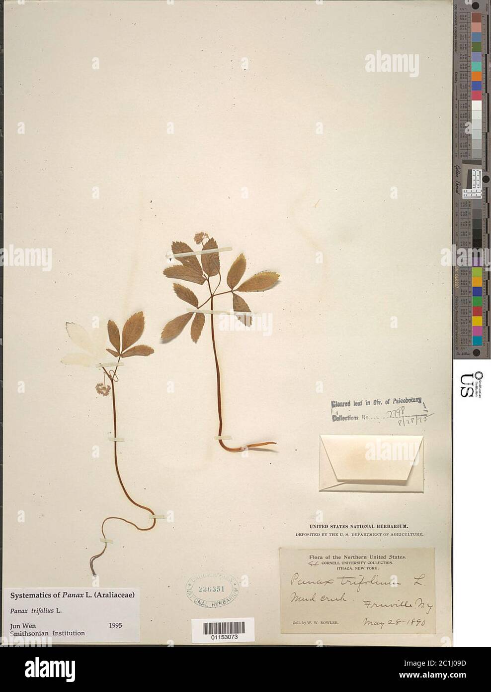 Panax trifolius L Panax trifolius L Stock Photo - Alamy