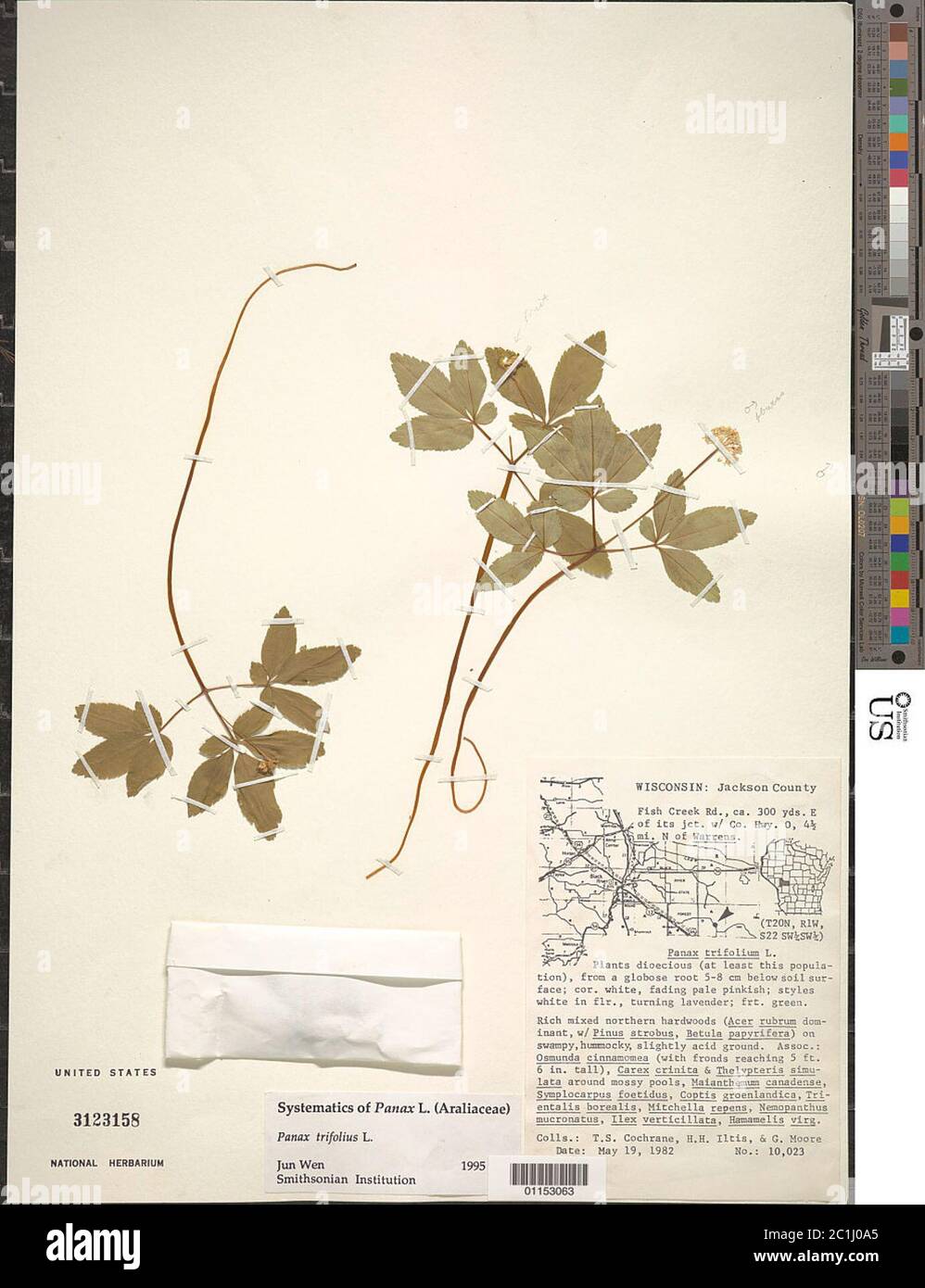 Panax trifolius L Panax trifolius L Stock Photo - Alamy