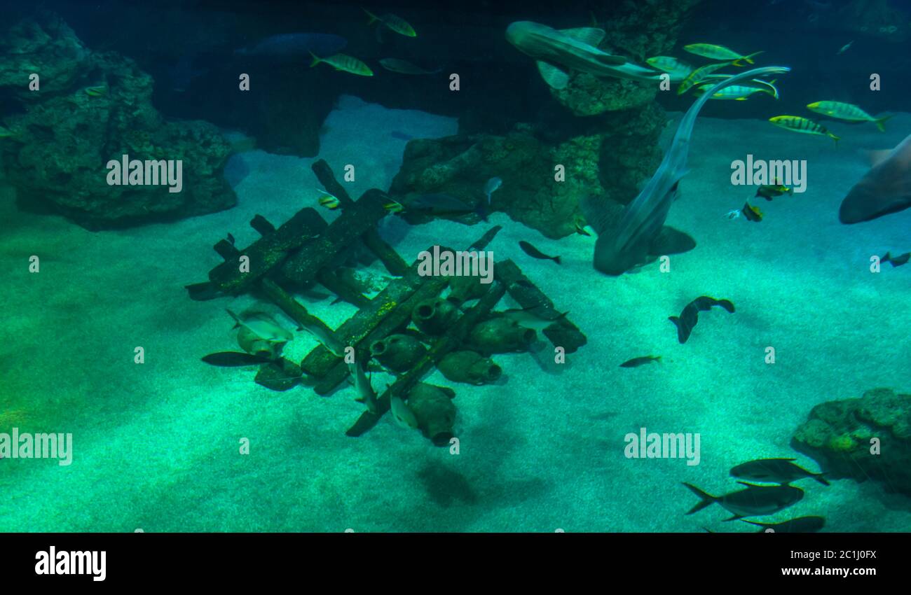 Display of various type of fish and deep sea life Stock Photo - Alamy