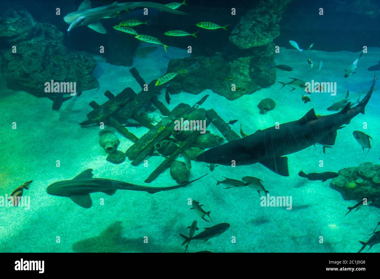 Display of various type of fish and deep sea life Stock Photo - Alamy