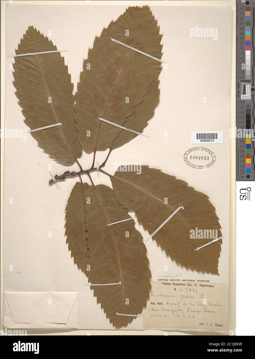 Castanea sp hi-res stock photography and images - Alamy