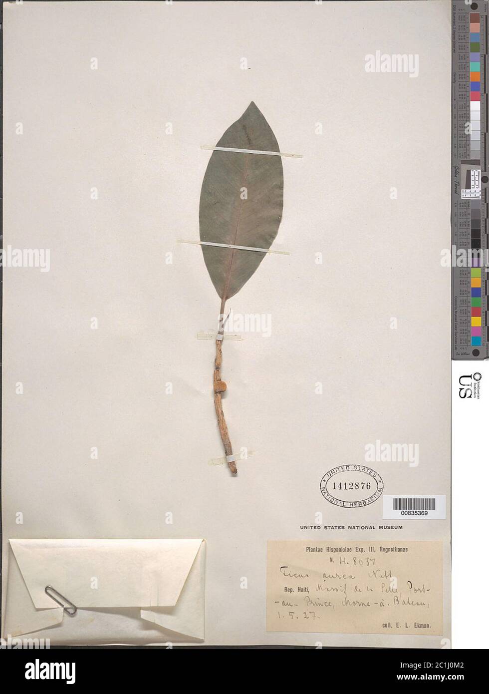 Ficus aurea Nutt Ficus aurea Nutt Stock Photo - Alamy
