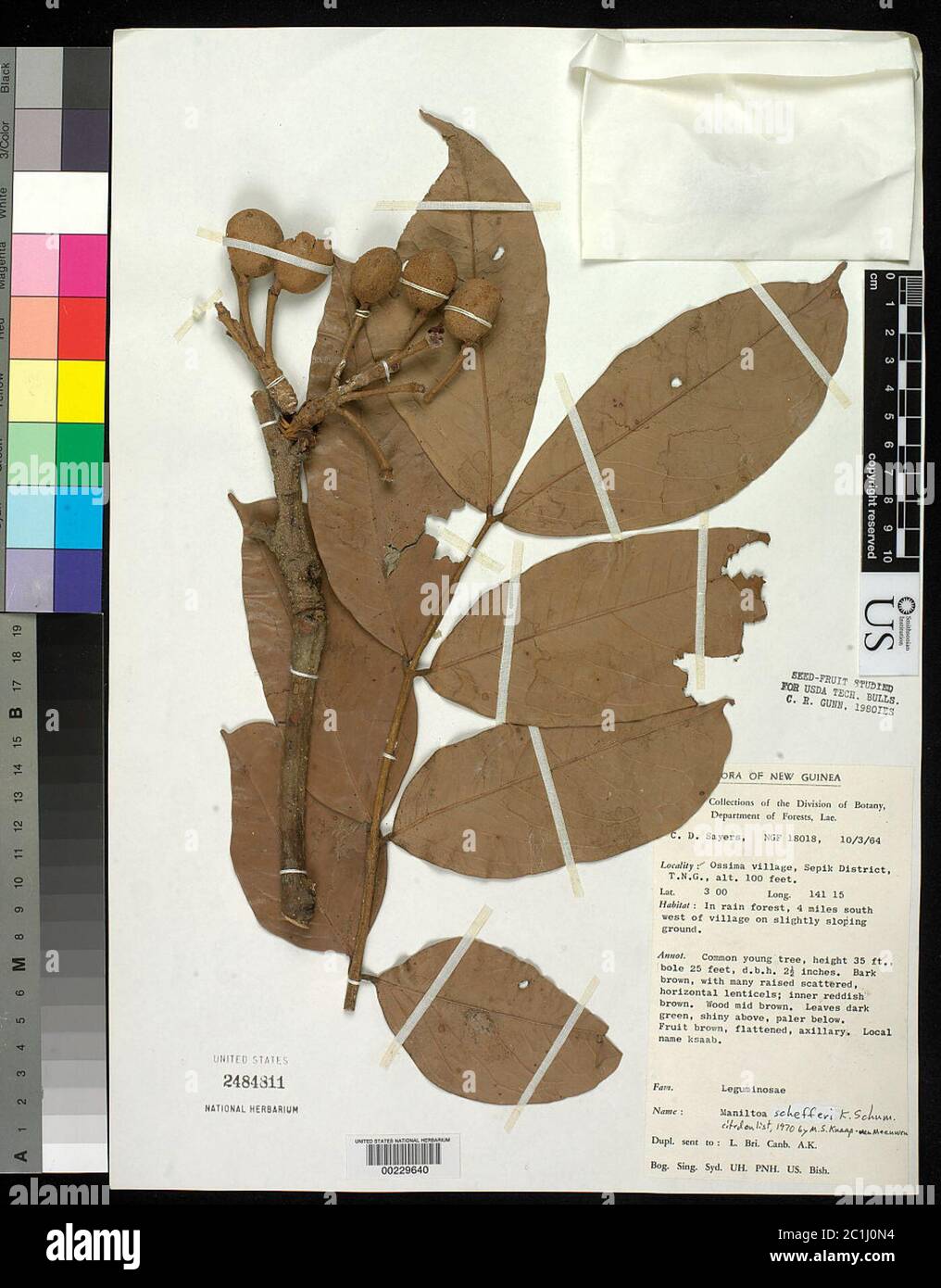 Maniltoa hi-res stock photography and images - Alamy