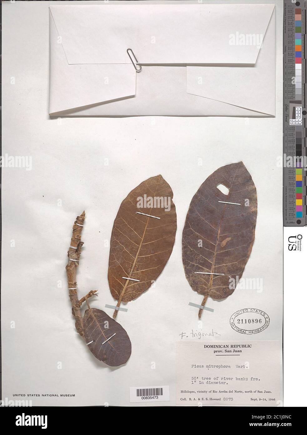 Trigonata hi-res stock photography and images - Alamy