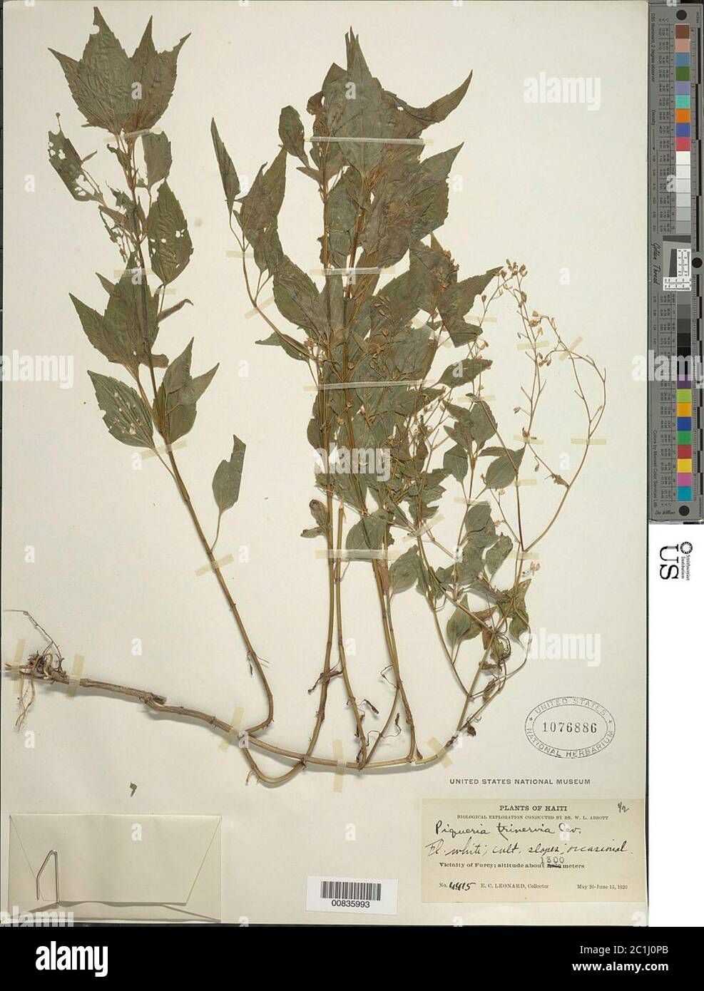 Piqueria trinervia Cav Piqueria trinervia Cav Stock Photo - Alamy