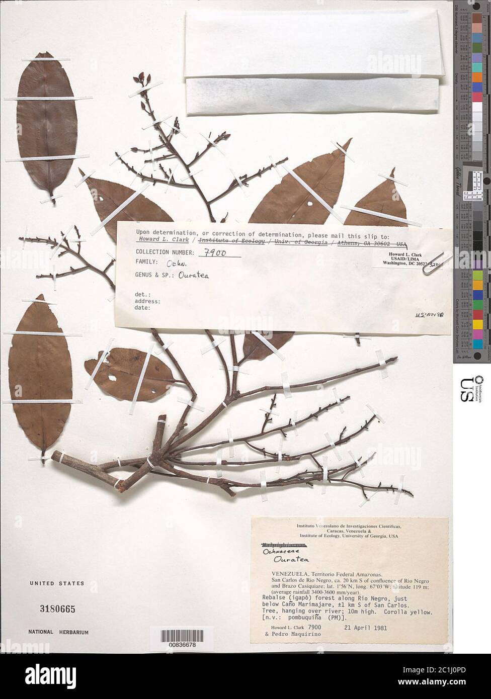 Ouratea hi-res stock photography and images - Alamy