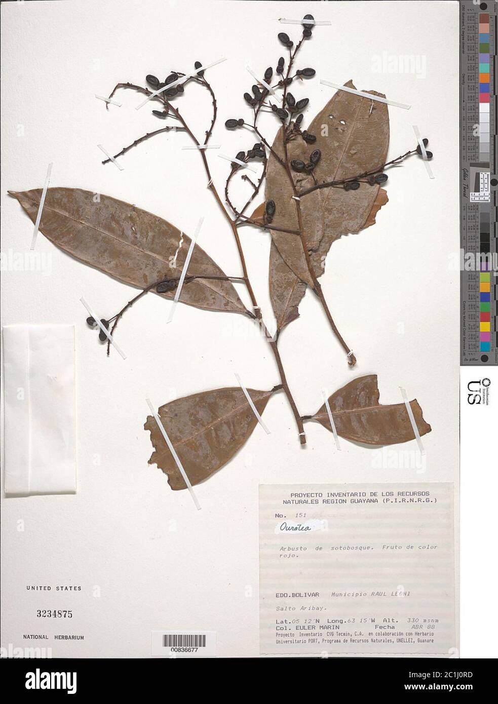 Ouratea hi-res stock photography and images - Alamy