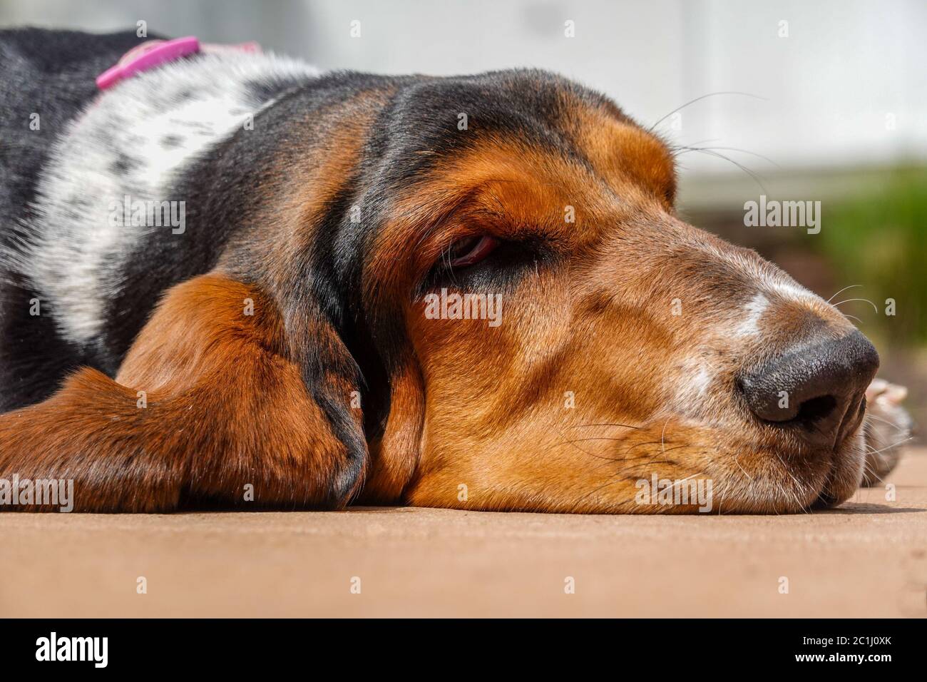 Female Basset Hound High Resolution Stock Photography and Images - Alamy
