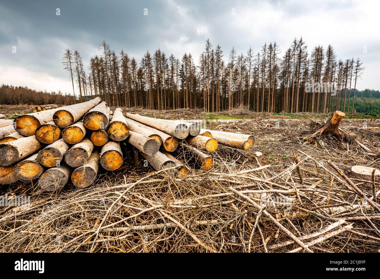 Forest dieback in the Arnsberg Forest Nature Park, more than 70 percent ...
