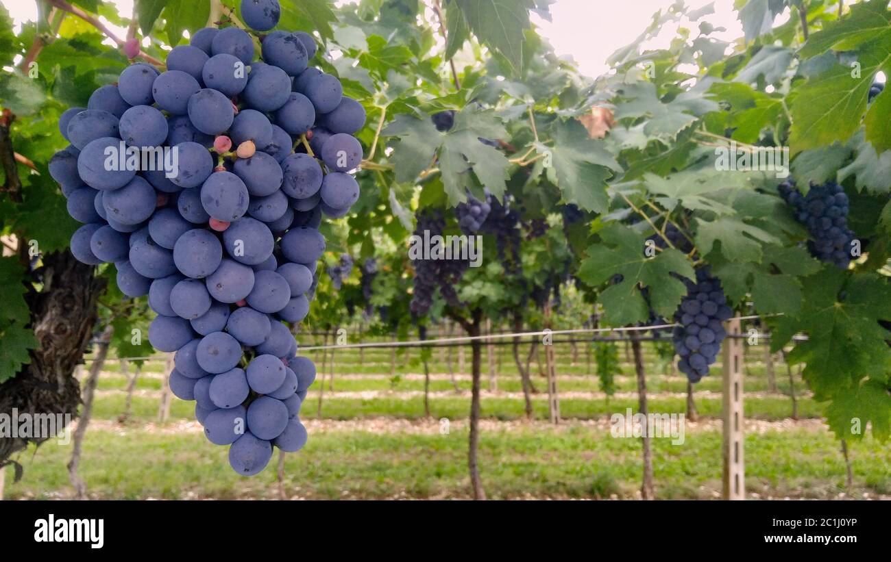 grapes and vineyard on nature Stock Photo - Alamy
