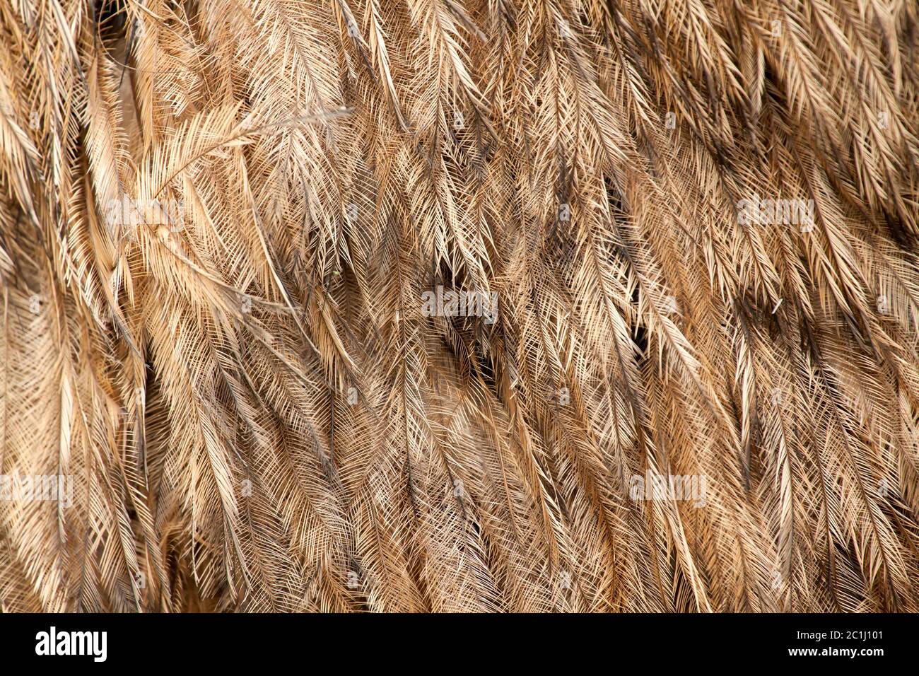 Greater rhea captivity hi-res stock photography and images - Alamy