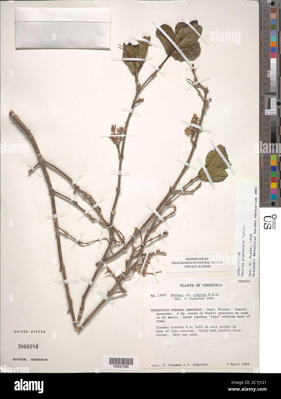 Petrea pubescens Turcz Petrea pubescens Turcz Stock Photo - Alamy