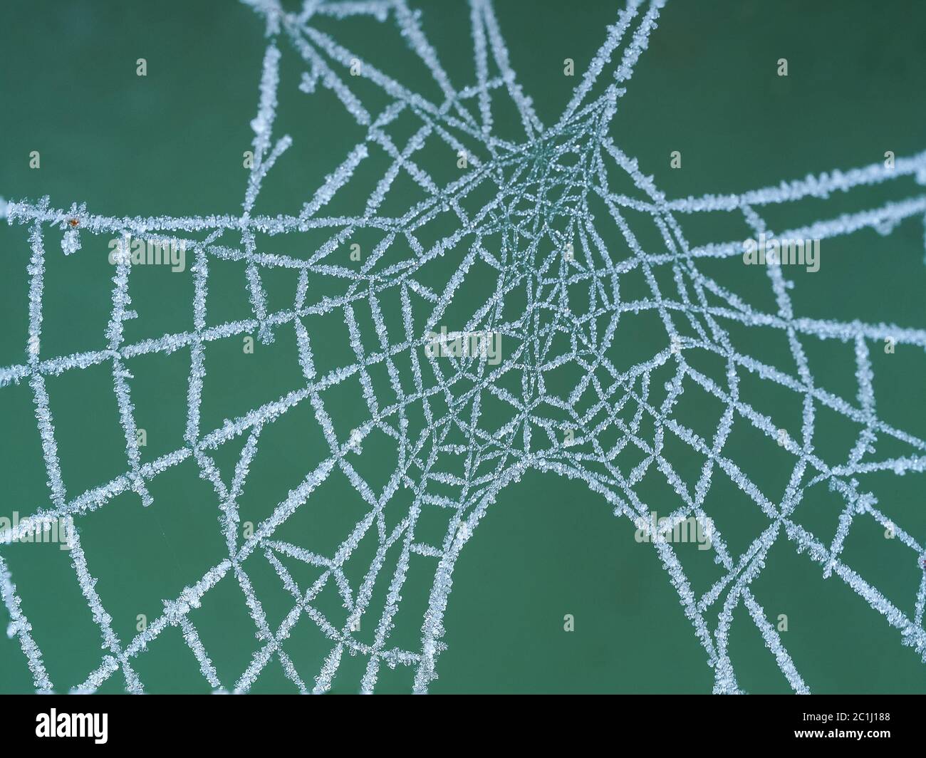 Frozen spider's web macro with a green background Stock Photo - Alamy