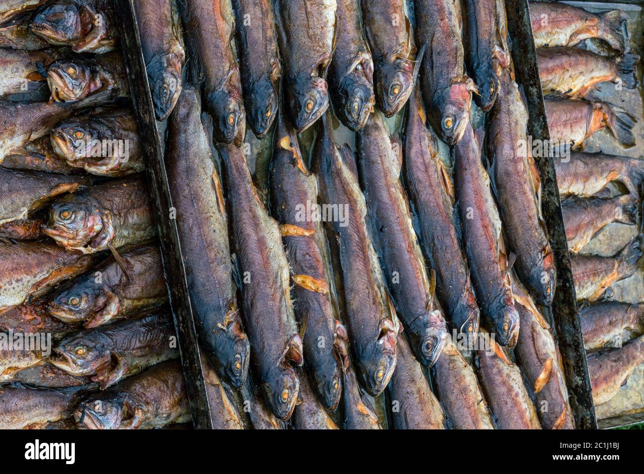 Fine art fish hi-res stock photography and images - Alamy