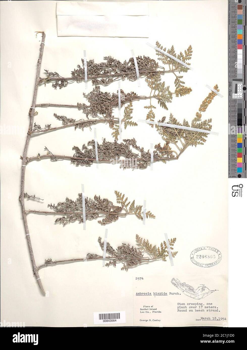 Ambrosia hispida Pursh Ambrosia hispida Pursh Stock Photo - Alamy