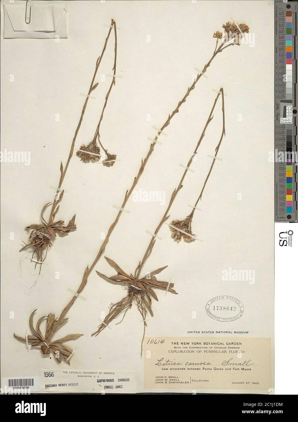 Carnosus hi-res stock photography and images - Alamy