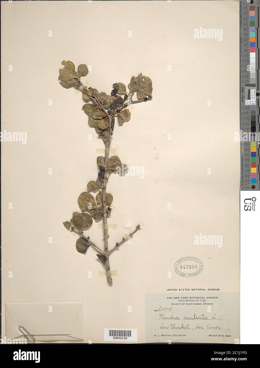 Randia aculeata hi-res stock photography and images - Alamy