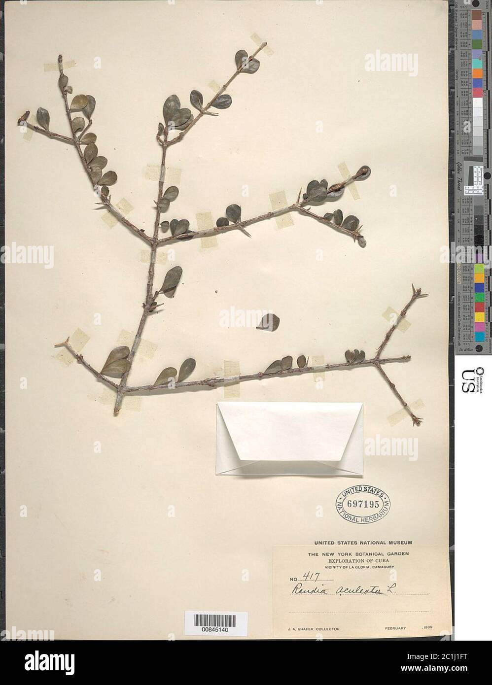 Randia aculeata hi-res stock photography and images - Alamy